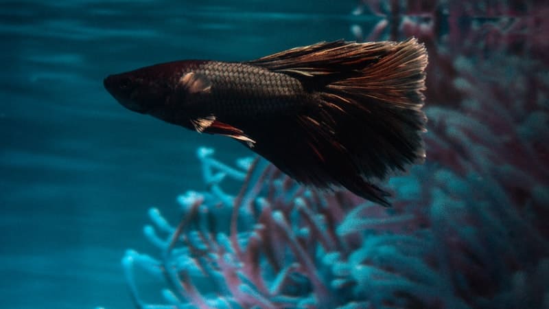 Ikan Dori: Ciri-Ciri, Habitat, Manfaat, dan Cara Memasaknya