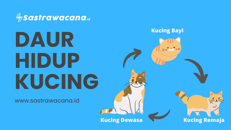 Penjelasan Daur Hidup Kucing dari Lahir Sampai Dewasa dan Gambarnya